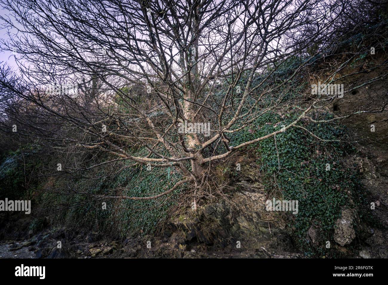A tree growing out of the riverbank in the tidal Gannel River at low ...