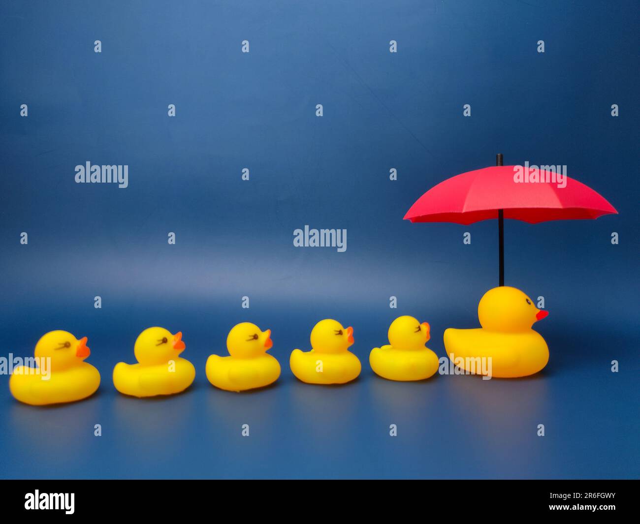 A row of yellow rubber ducks standing in a line with an umbrella ...