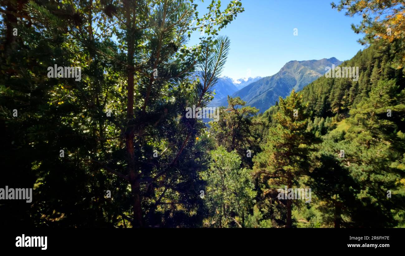 wild forest green foliage - plants, trees and shrubberies - photo of ...