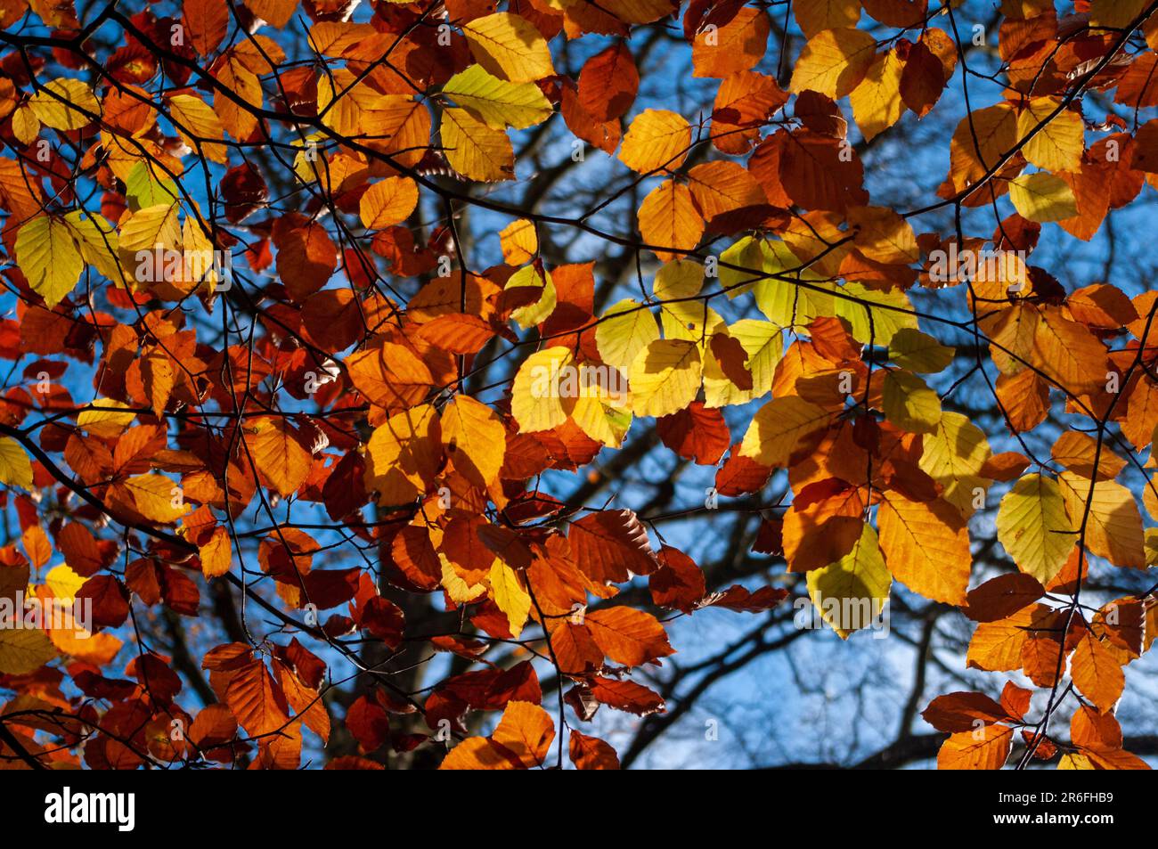 Backlit beech leaves in their autumn colours. Shot against blue sky ...