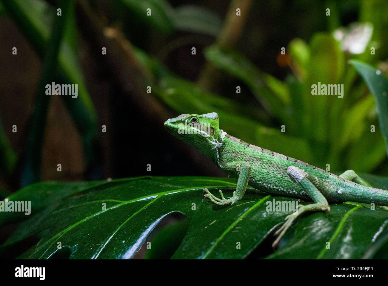 A side profile close up of a cone-lizard lizard sitting on a leaf ...