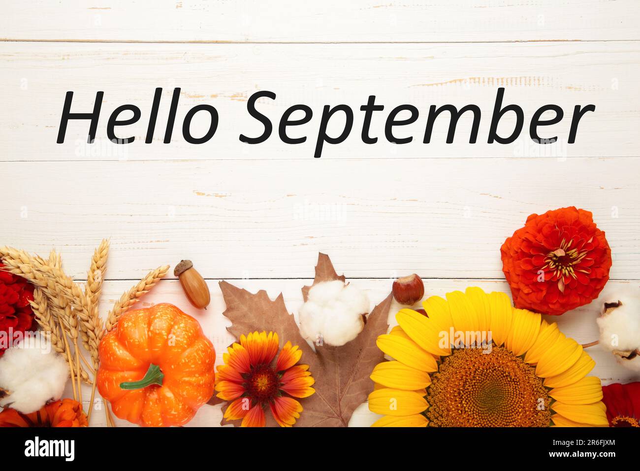 Hello September message with different autumn flowers on white wooden ...
