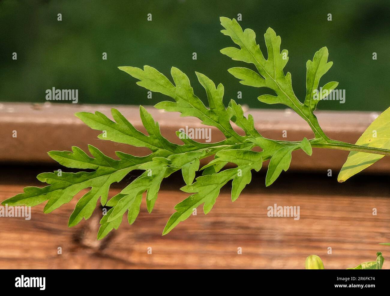 Leaf spreading pattern hi-res stock photography and images - Alamy