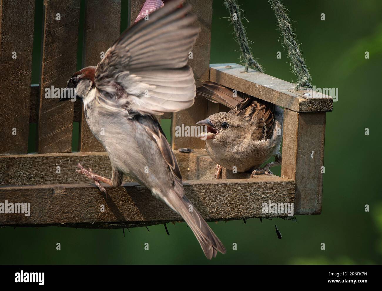 Angry sparrows hi-res stock photography and images - Alamy