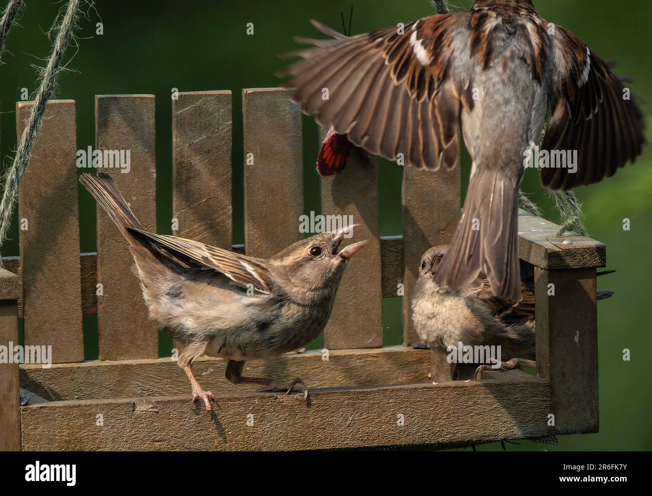 Angry sparrows hi-res stock photography and images - Alamy