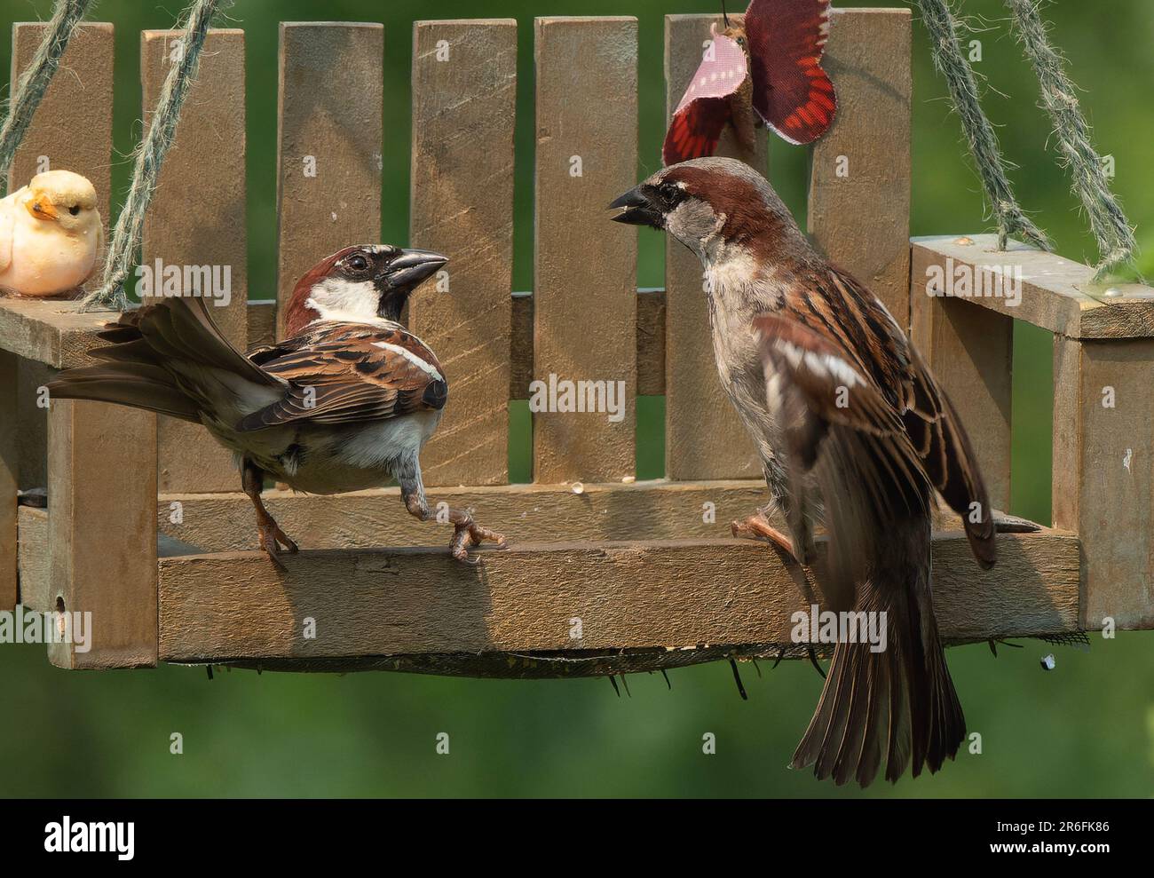 Two Sparrows in an arguement Stock Photo - Alamy