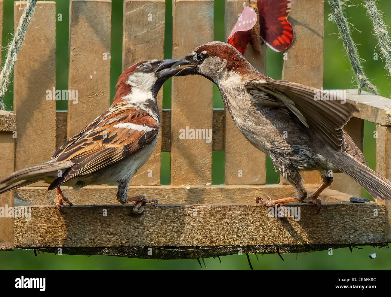 Two Sparrows in an arguement Stock Photo - Alamy