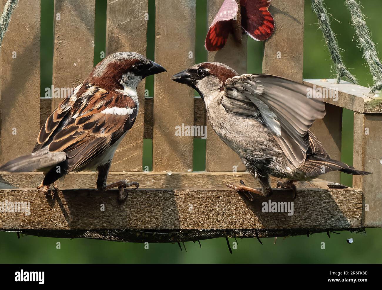 Angry sparrows hi-res stock photography and images - Alamy