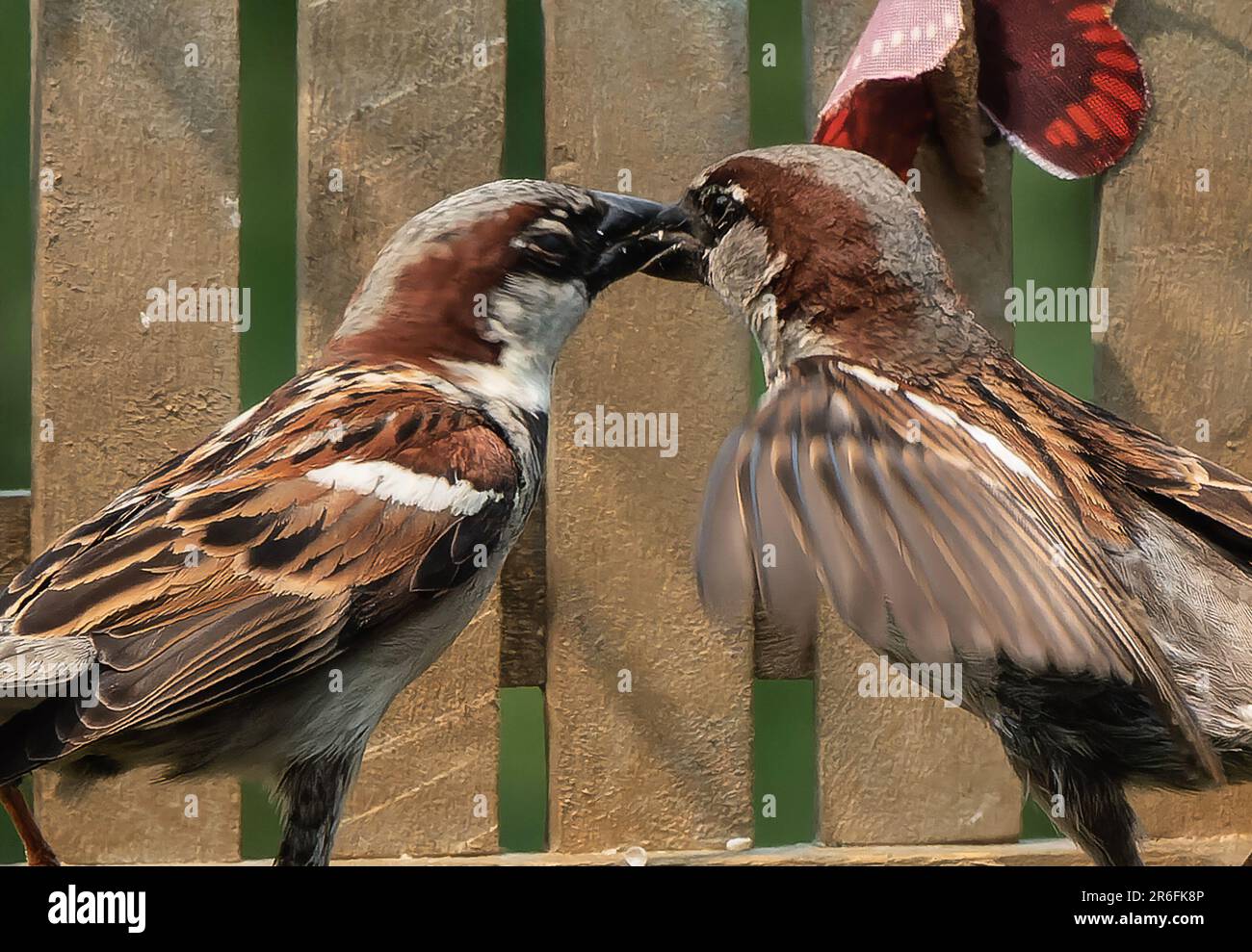 Angry sparrows hi-res stock photography and images - Alamy