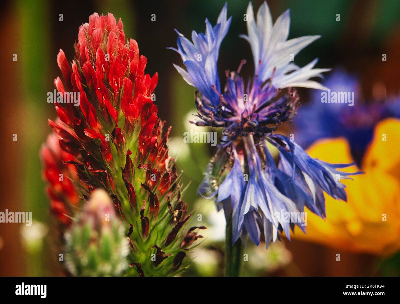Blue wildflowers in bloom on the deck Stock Photo - Alamy