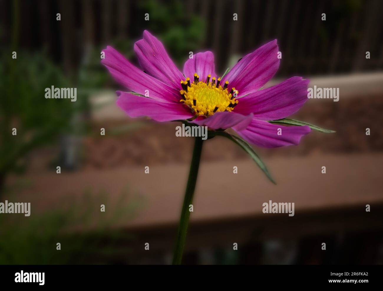 White and pink Cosmos in the early summer garden Stock Photo - Alamy
