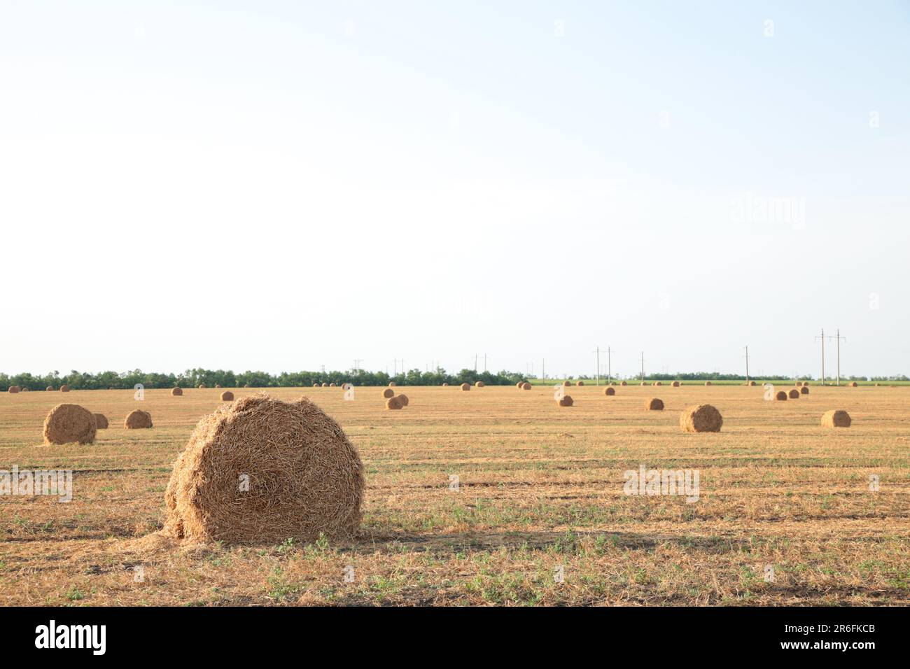 Golden bail hi-res stock photography and images - Alamy