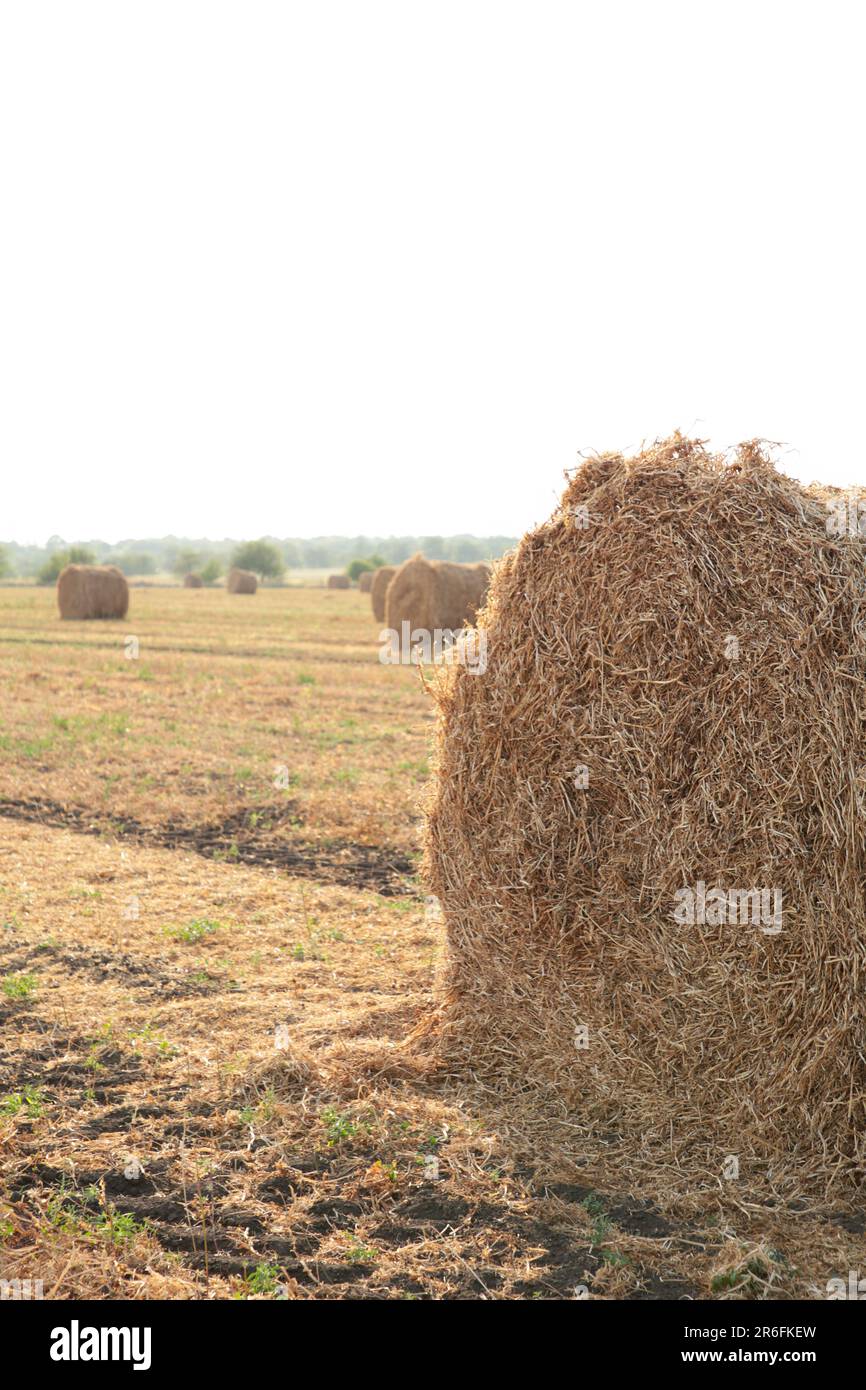 Hay bail harvesting in golden field landscape. Top view Stock Photo - Alamy