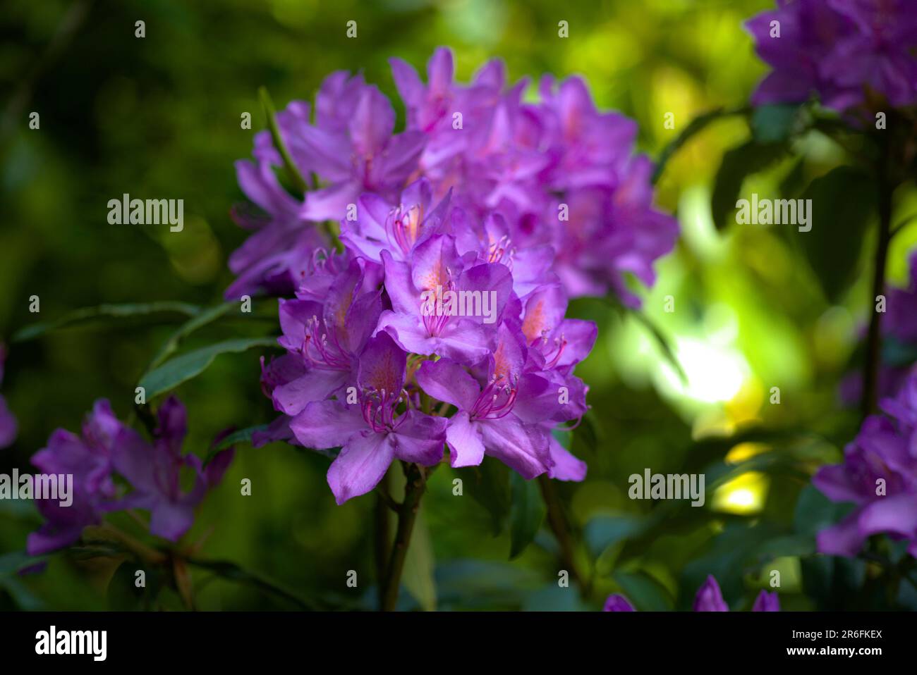 Pretty flowers spring hi-res stock photography and images - Alamy