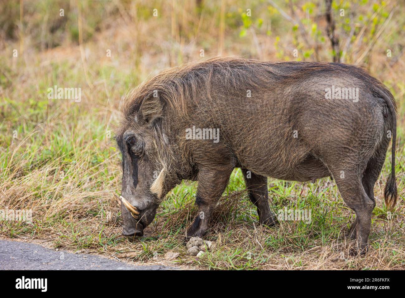 Small warthog hi-res stock photography and images - Alamy