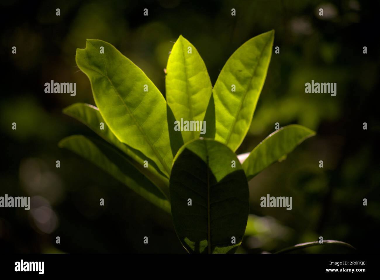 some examples of vibrant spring time flowers Stock Photo - Alamy some examples of vibrant spring time flowers Stock Photo - Alamy