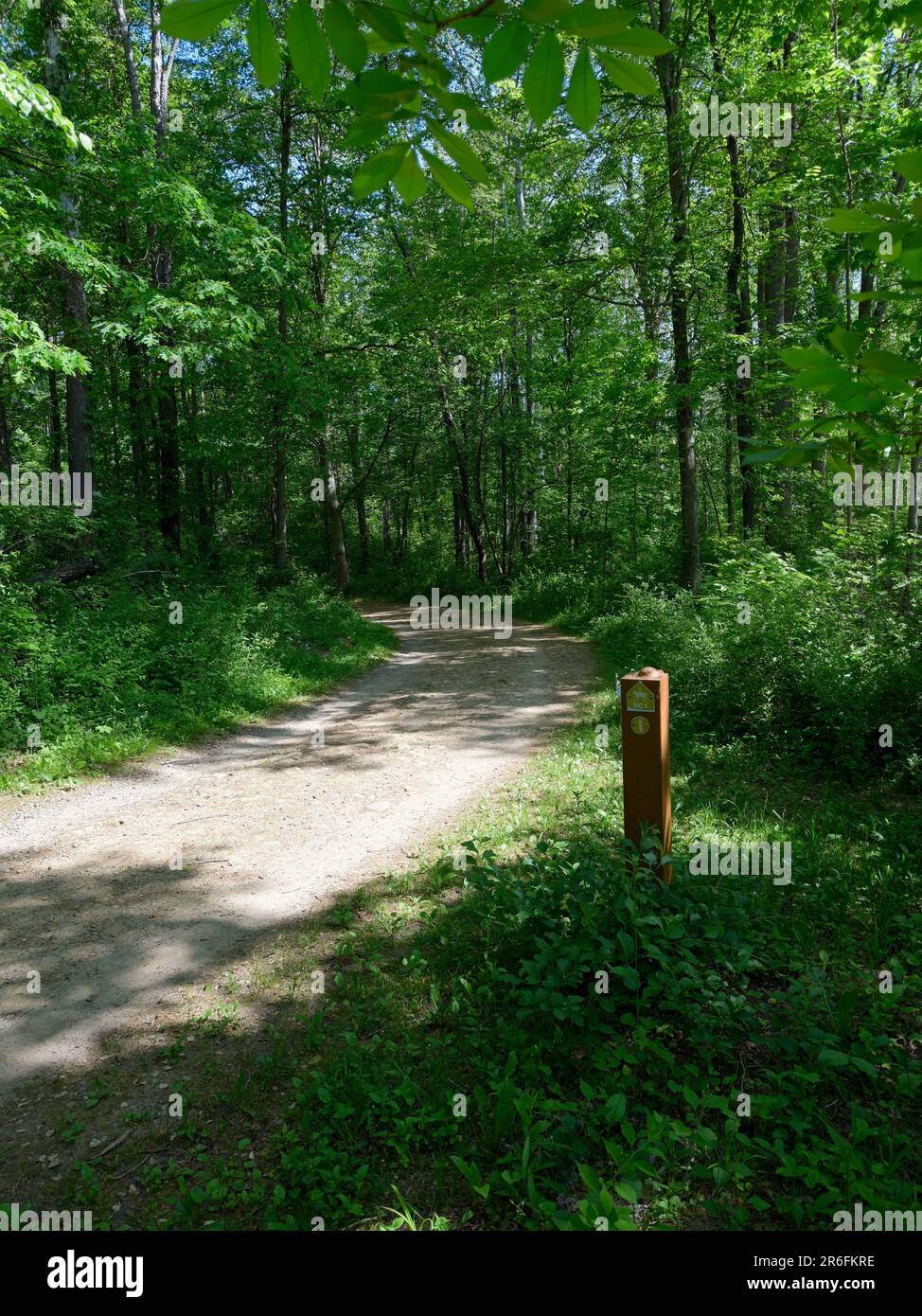 A trail-side post stands as a marker for a bridle trail in a wooded ...