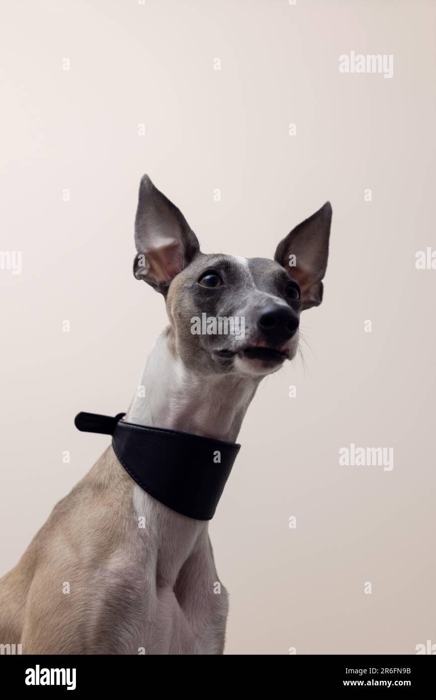 The muzzle of a whippet dog in a beautiful black leather collar with ...