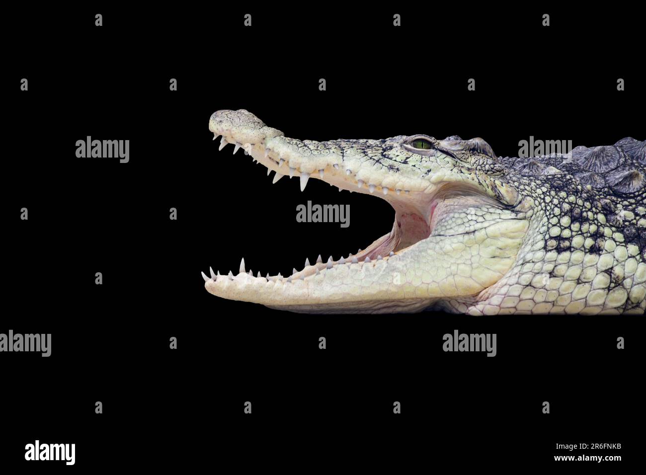 Large Crocodile open mouth isolated on black background. Crocodile ...