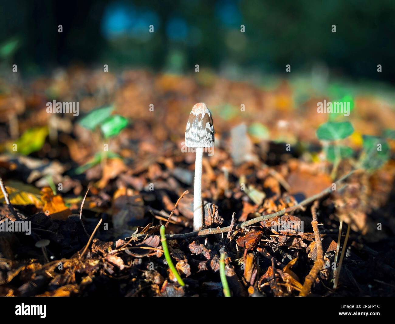 An earthy scene featuring a resinous dung beetle mushroom growing ...