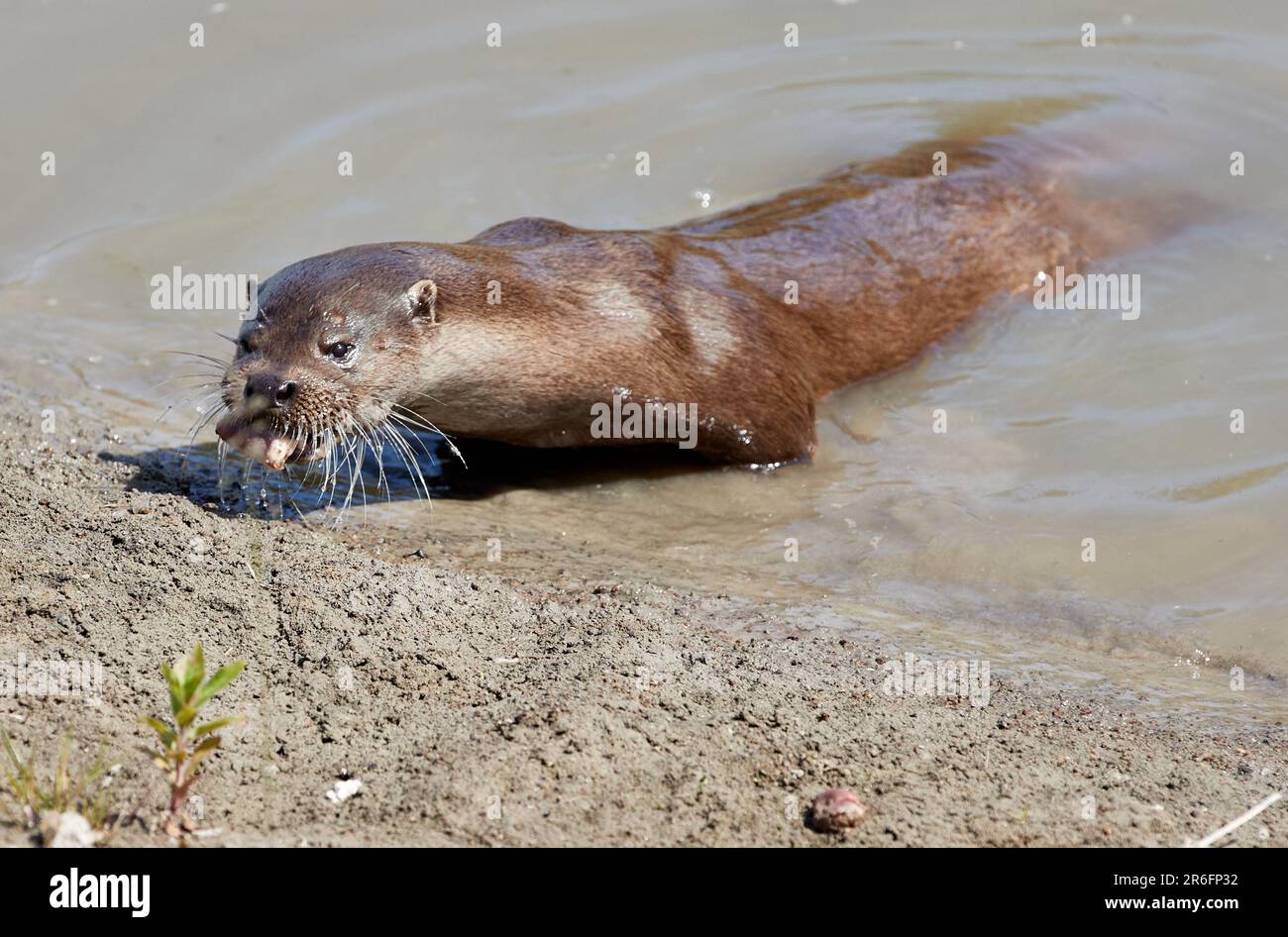 09 June 2023, Schleswig-Holstein, Tönning: A female otter feeds in the ...