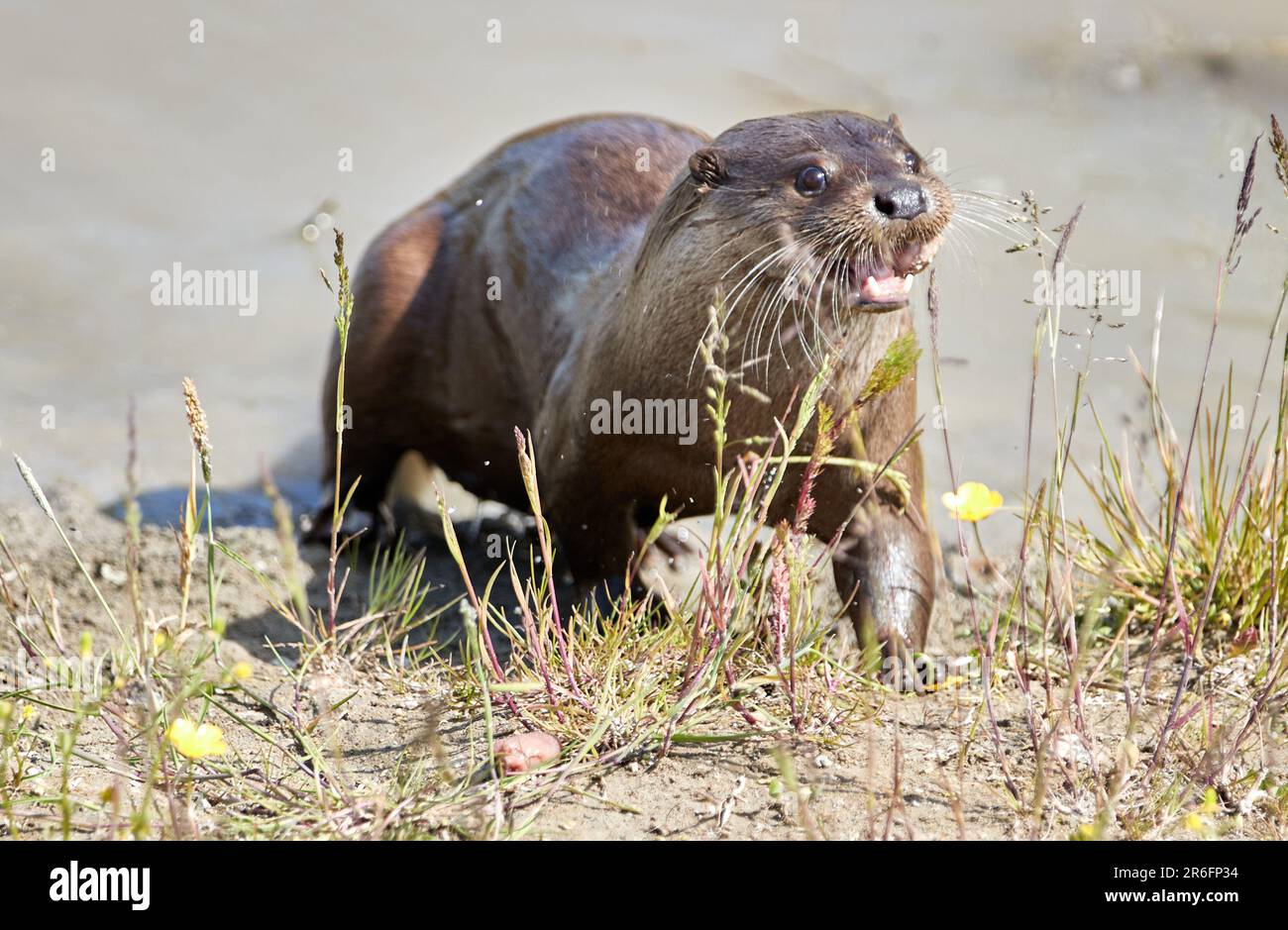 09 June 2023, Schleswig-Holstein, Tönning: A female otter feeding in ...