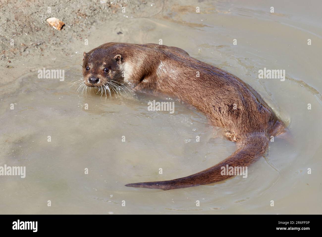 09 June 2023, Schleswig-Holstein, Tönning: A female otter comes out of ...