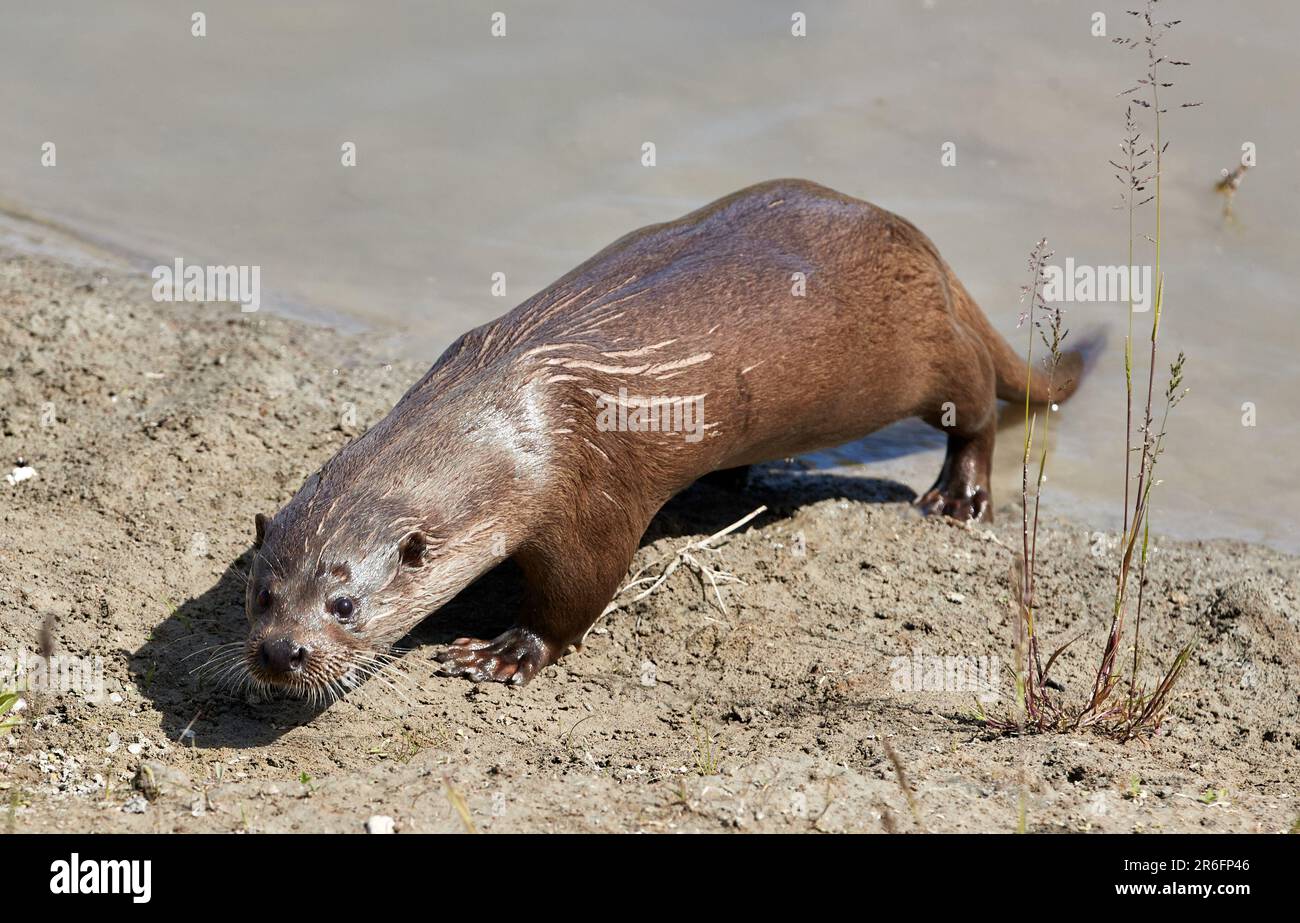09 June 2023, Schleswig-Holstein, Tönning: A female otter comes out of ...