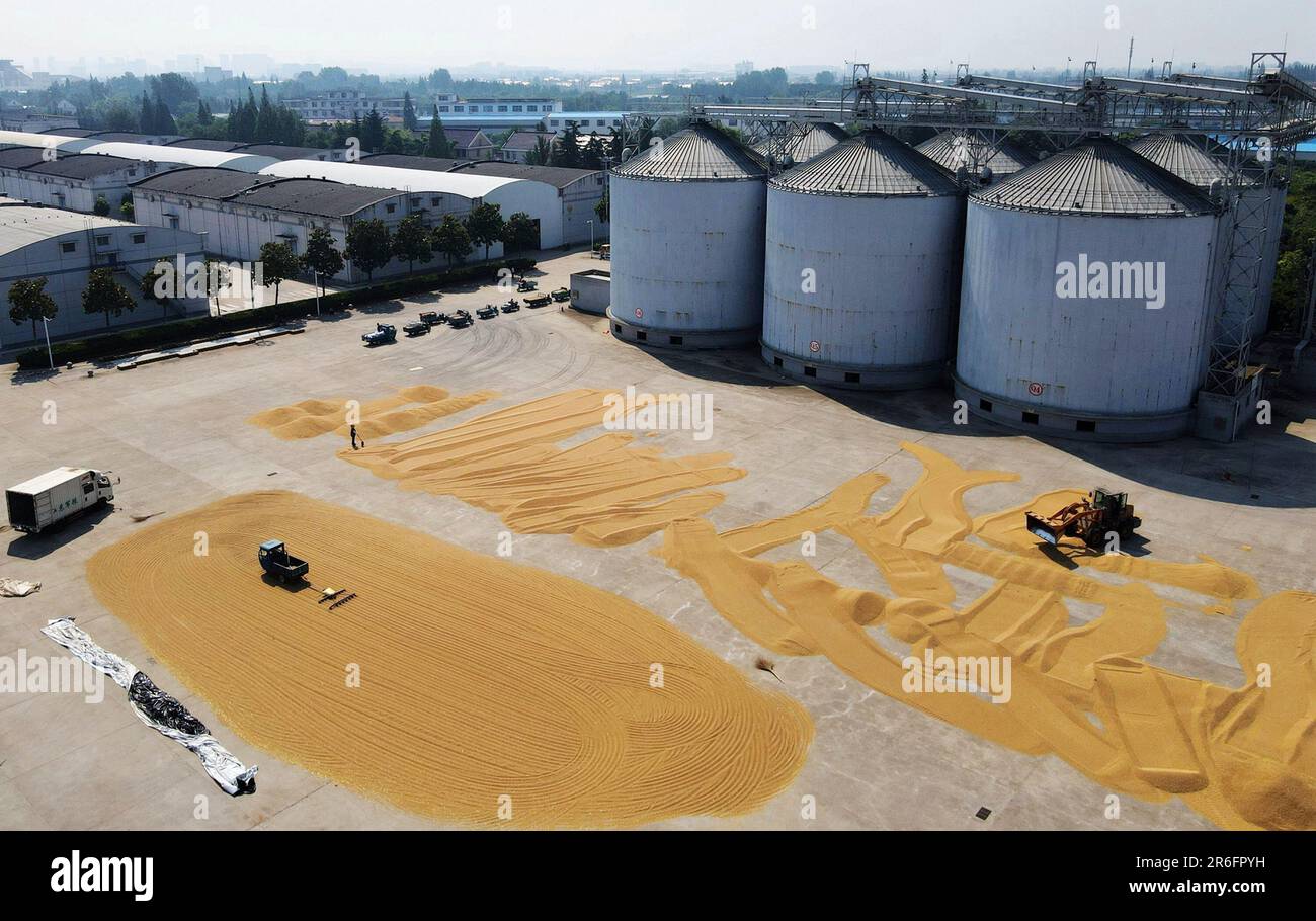 Workers dry grains on the ground beside the storage silos of a grain ...