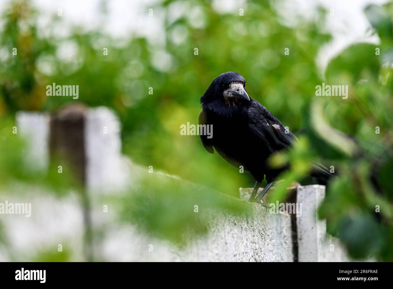 Featherless crow hi-res stock photography and images - Alamy