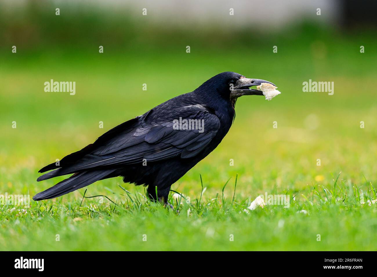 Raven eating carrion hi-res stock photography and images - Alamy