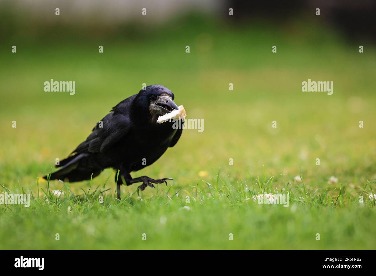 Featherless crow hi-res stock photography and images - Alamy