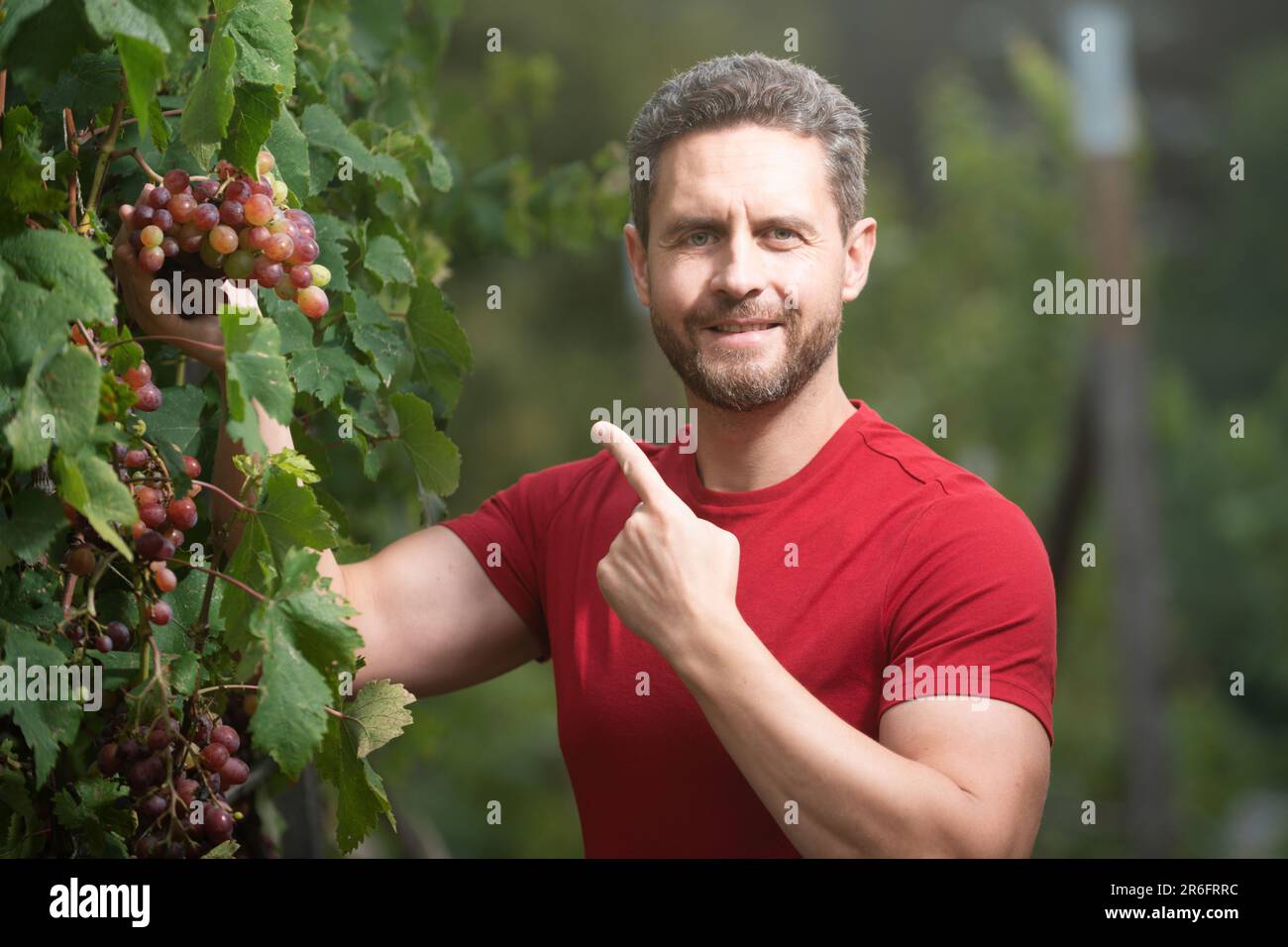 Winery estate. Grape farmer cutting grapes. Man harvesting grapes in ...
