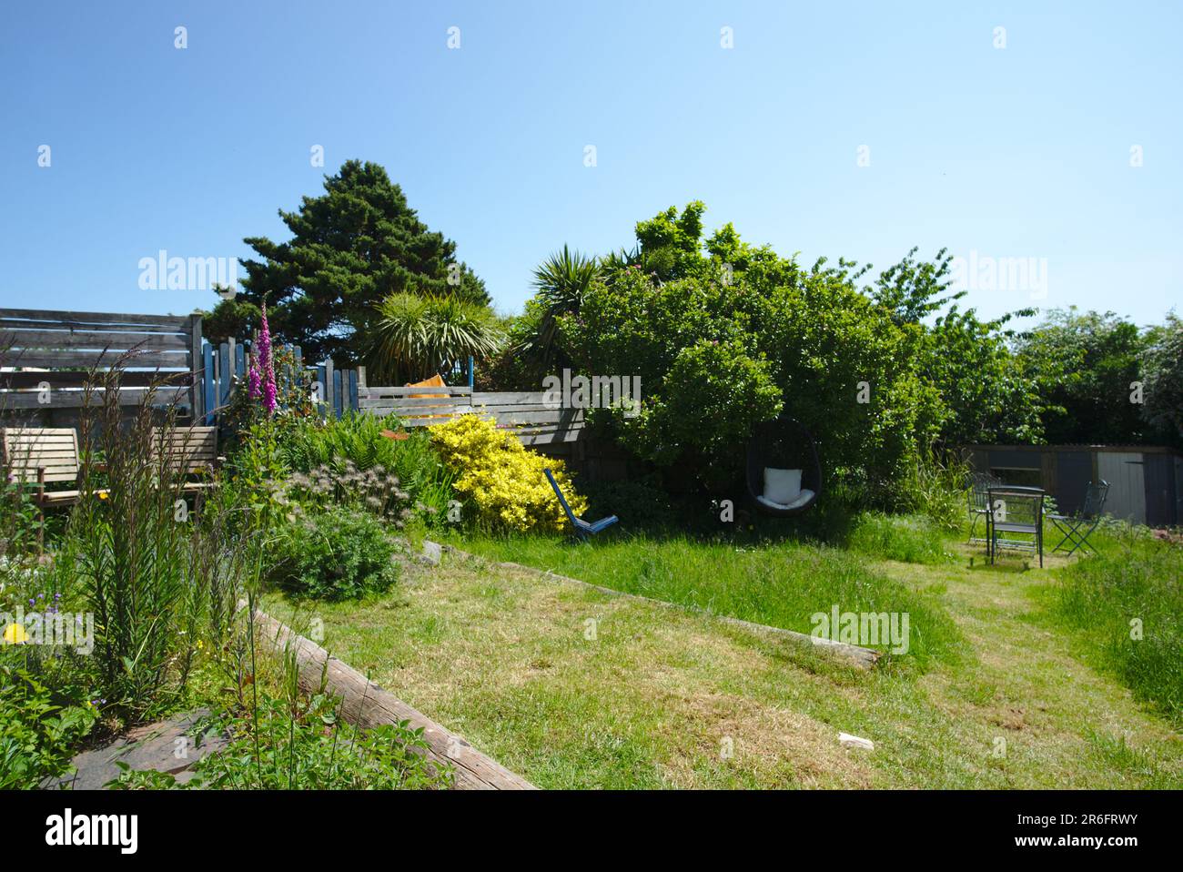 No Mow May. A back garden with mown paths leaving large areas of lawn ...