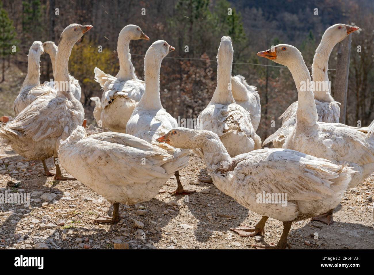 Free range birds hi-res stock photography and images - Alamy