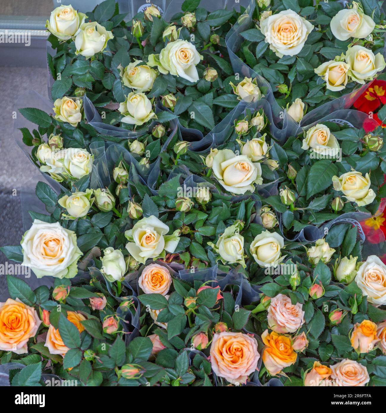 Fresh Flowers White Roses Plants Top View Stock Photo - Alamy