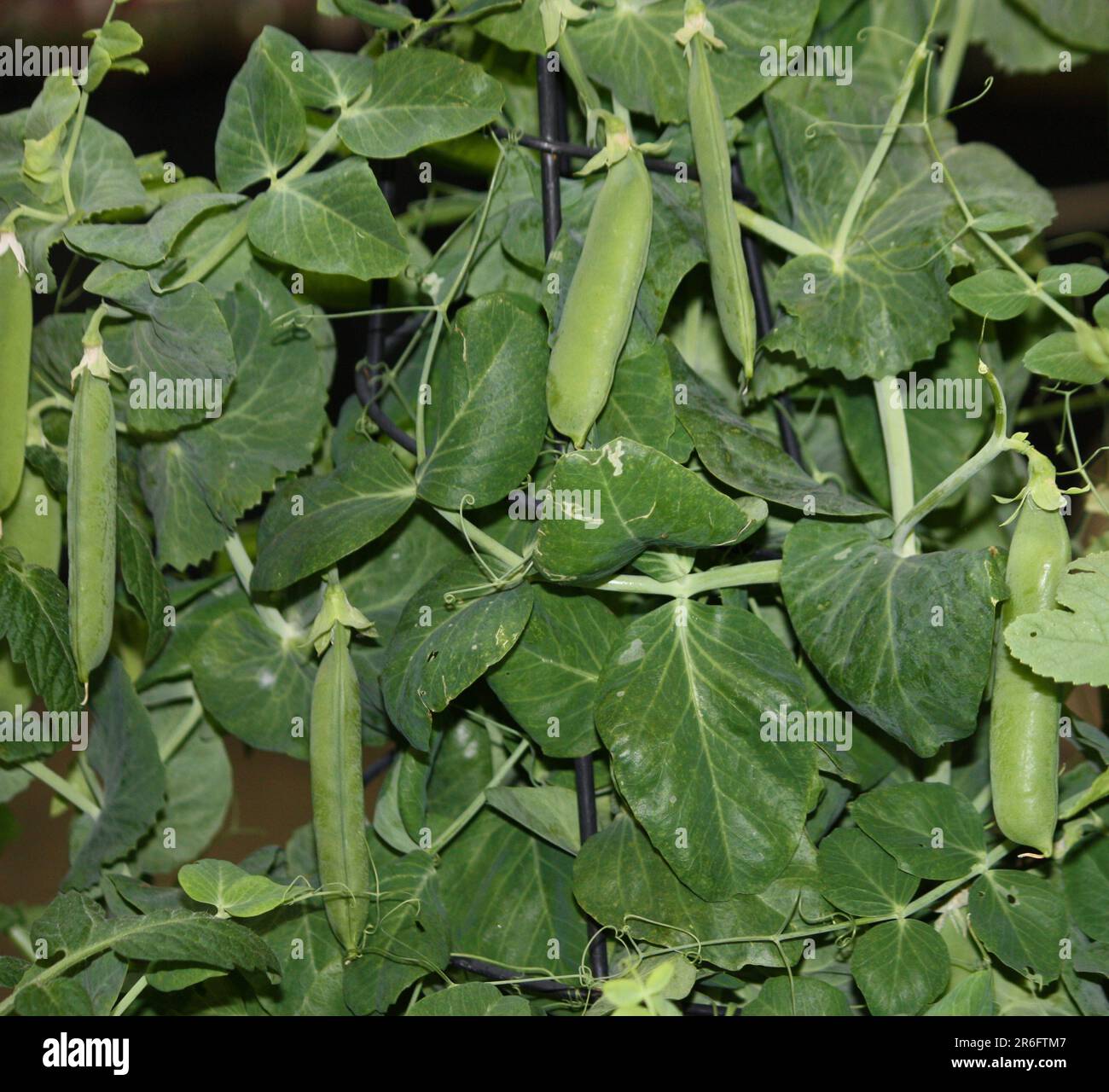 Vegetable Pea Pods Growing on the Plant Stock Photo - Alamy