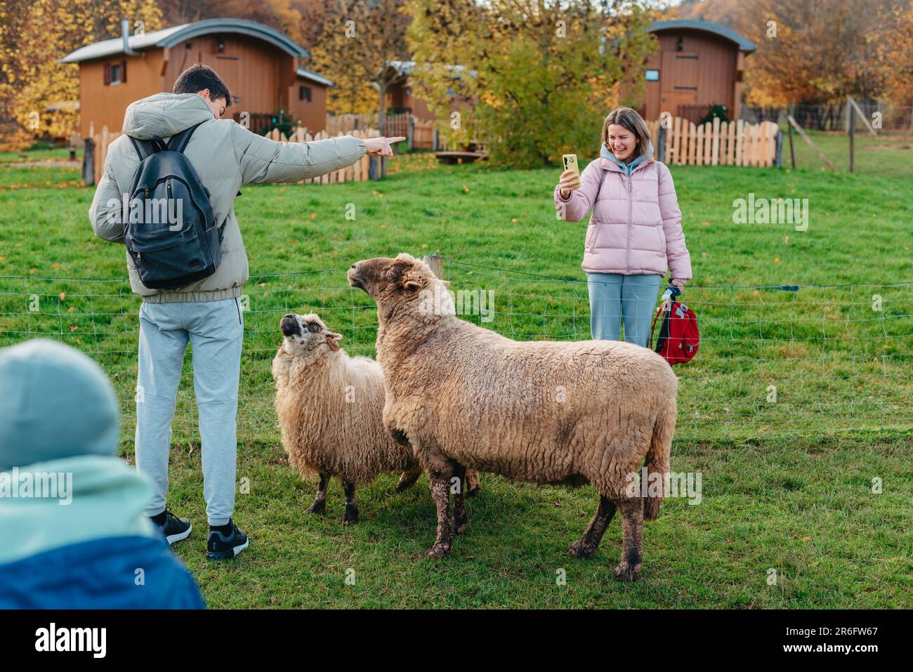 Little caucasian boy feeding ram in a farm. Ram eating grains of cereal ...