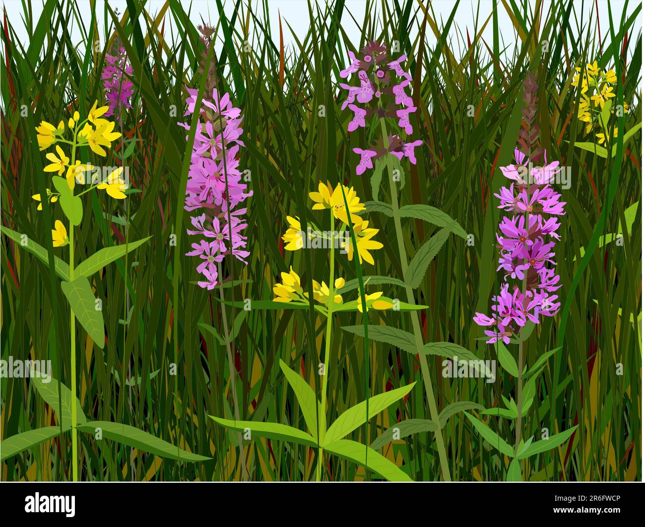 Wetland flowers Stock Vector Images - Alamy