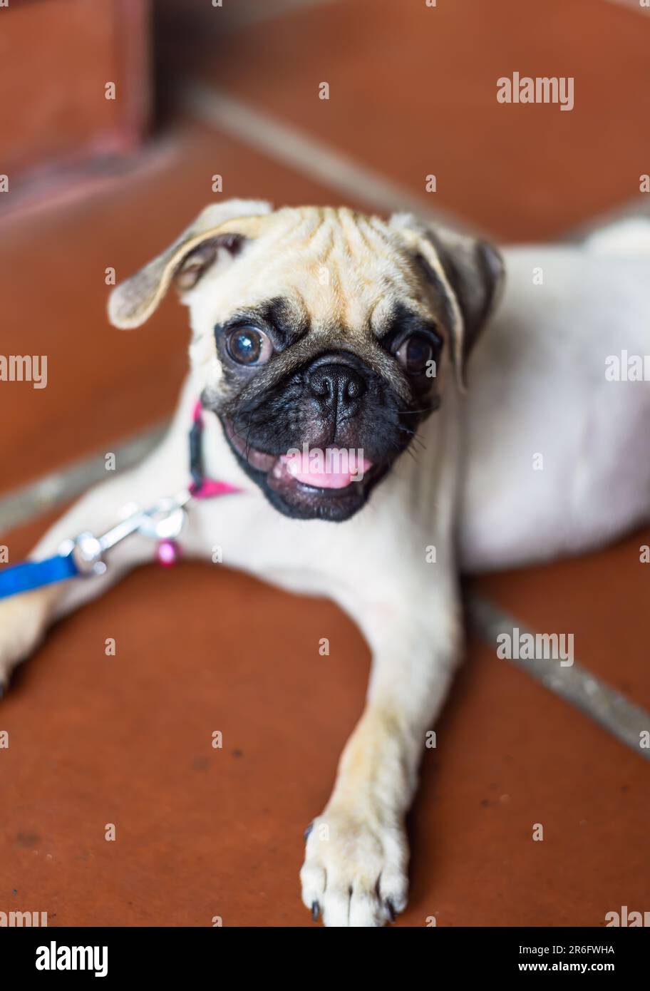 Adorable little baby on floor hi-res stock photography and images - Alamy