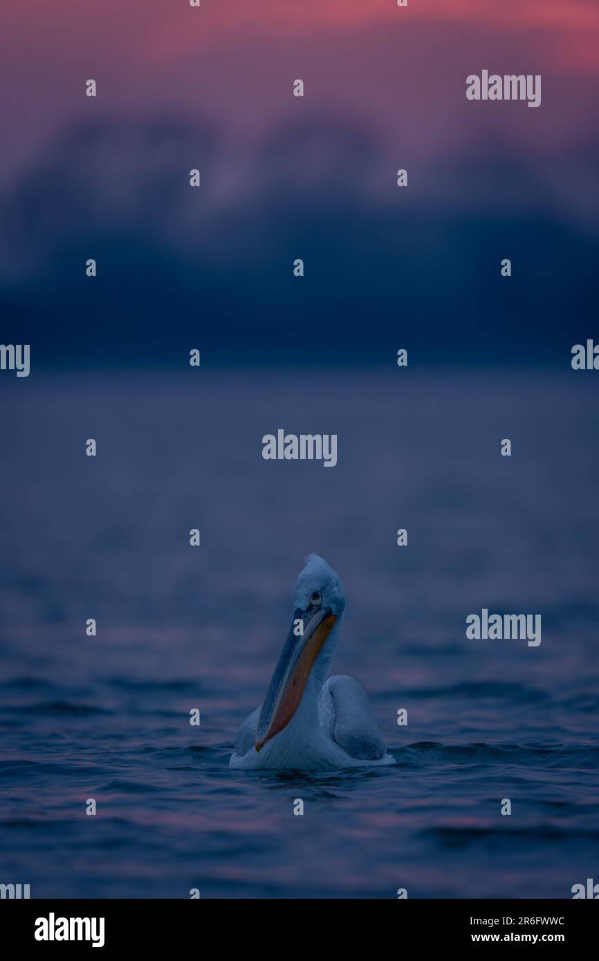 Dalmatian pelican floating on water at sunrise Stock Photo - Alamy