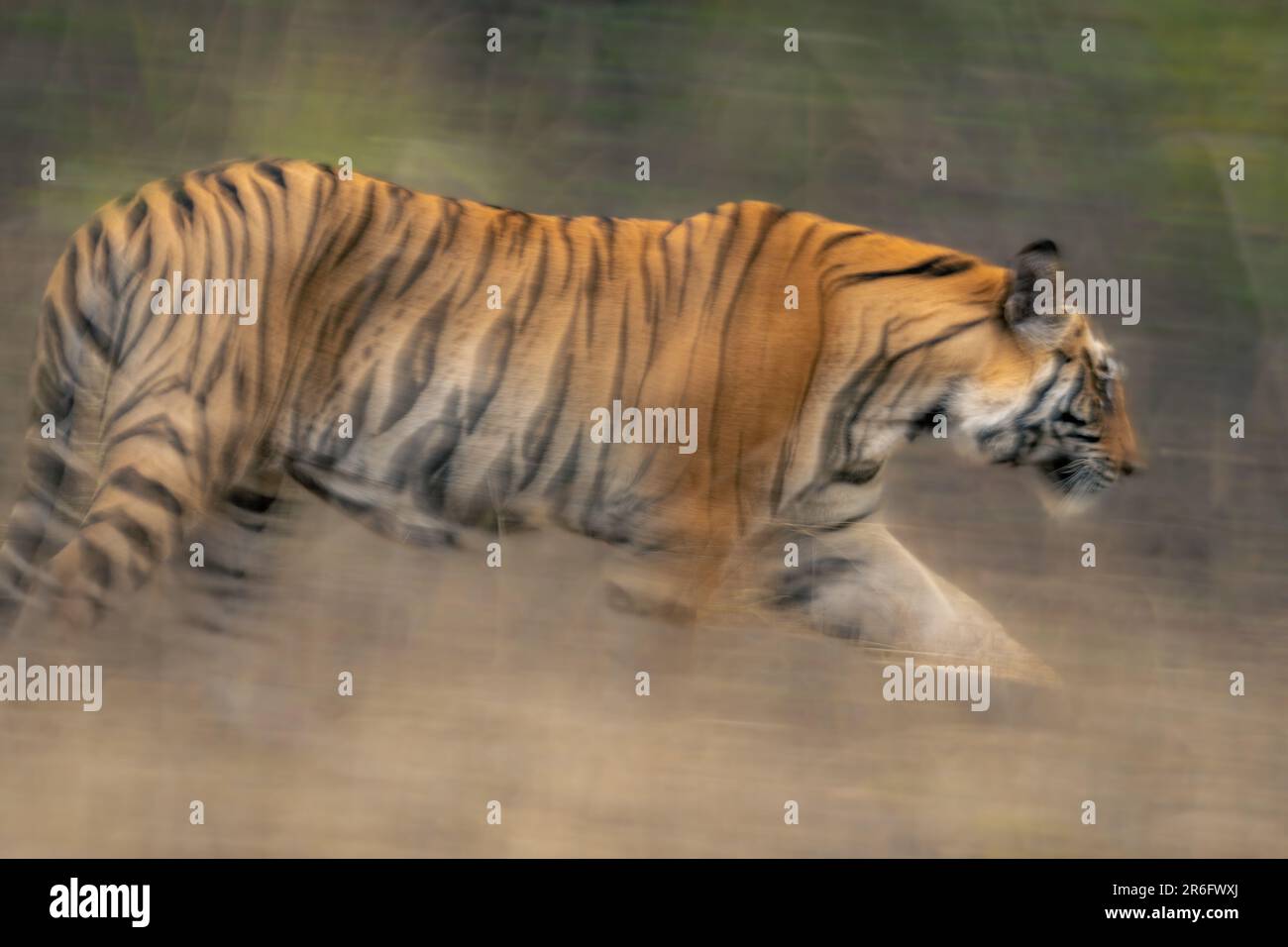 Slow pan close-up of Bengal tiger walking Stock Photo - Alamy