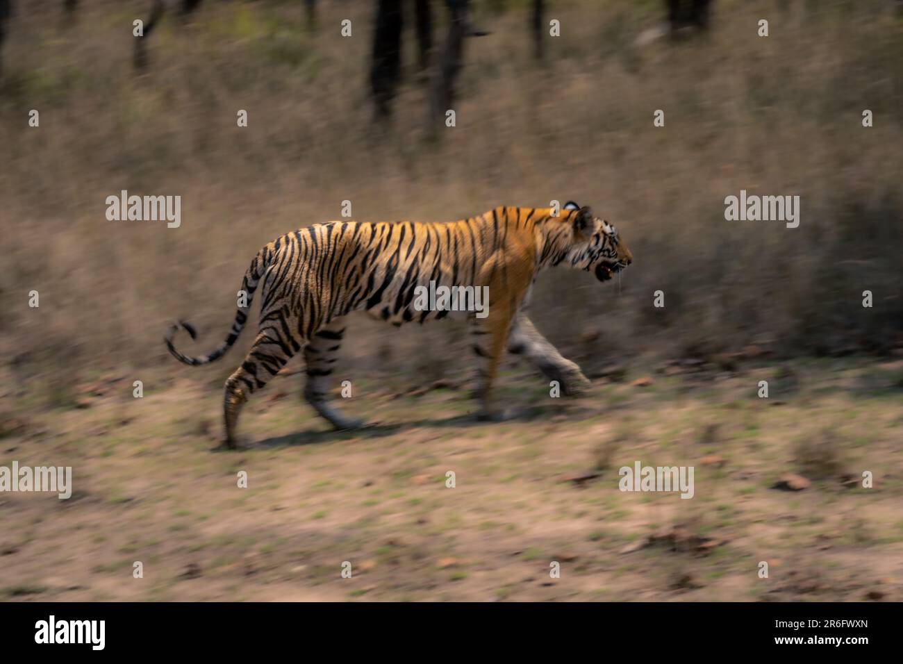 Slow pan of Bengal tiger crossing grass Stock Photo - Alamy