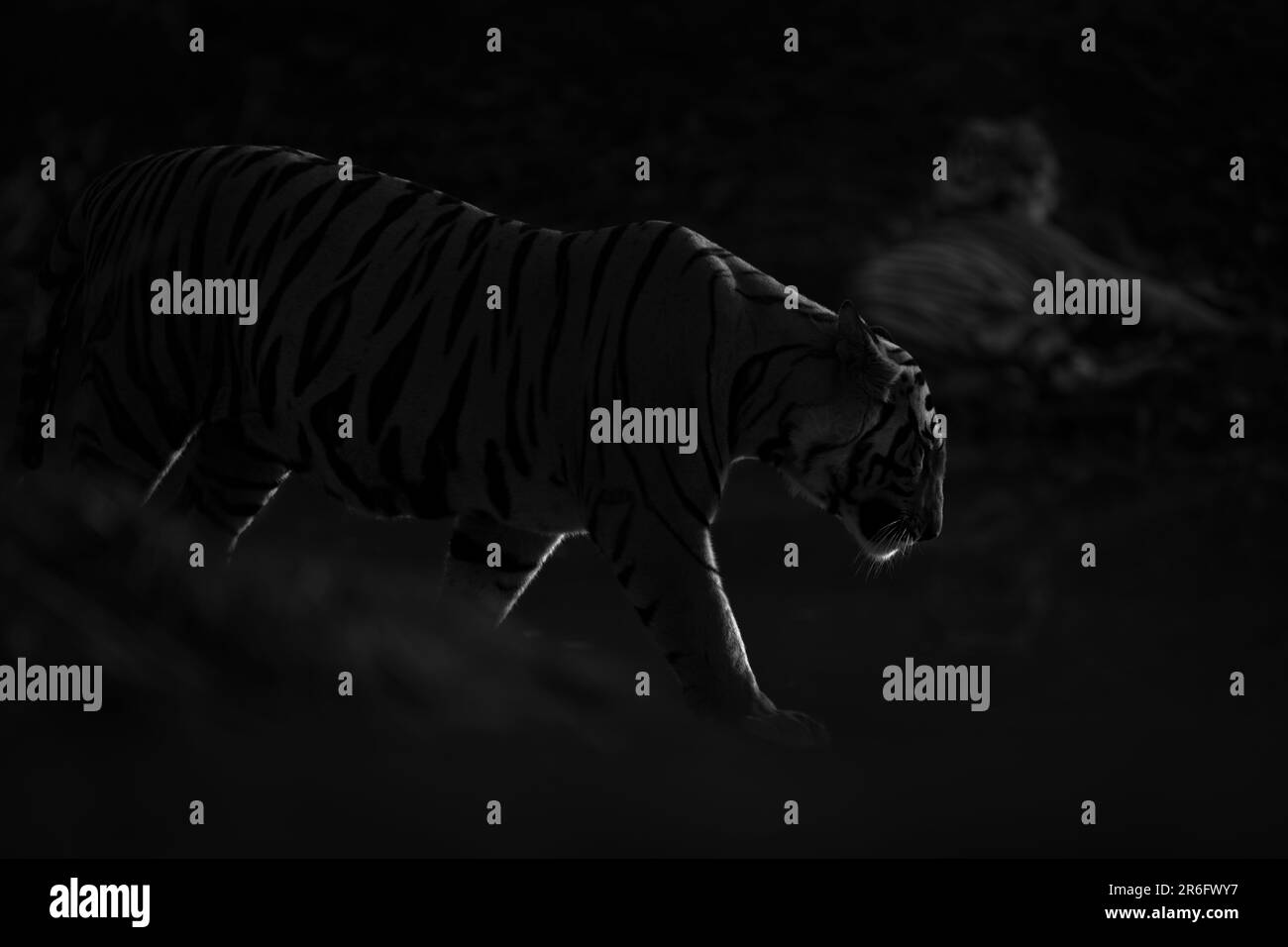 Another lying Black and White Stock Photos & Images - Alamy