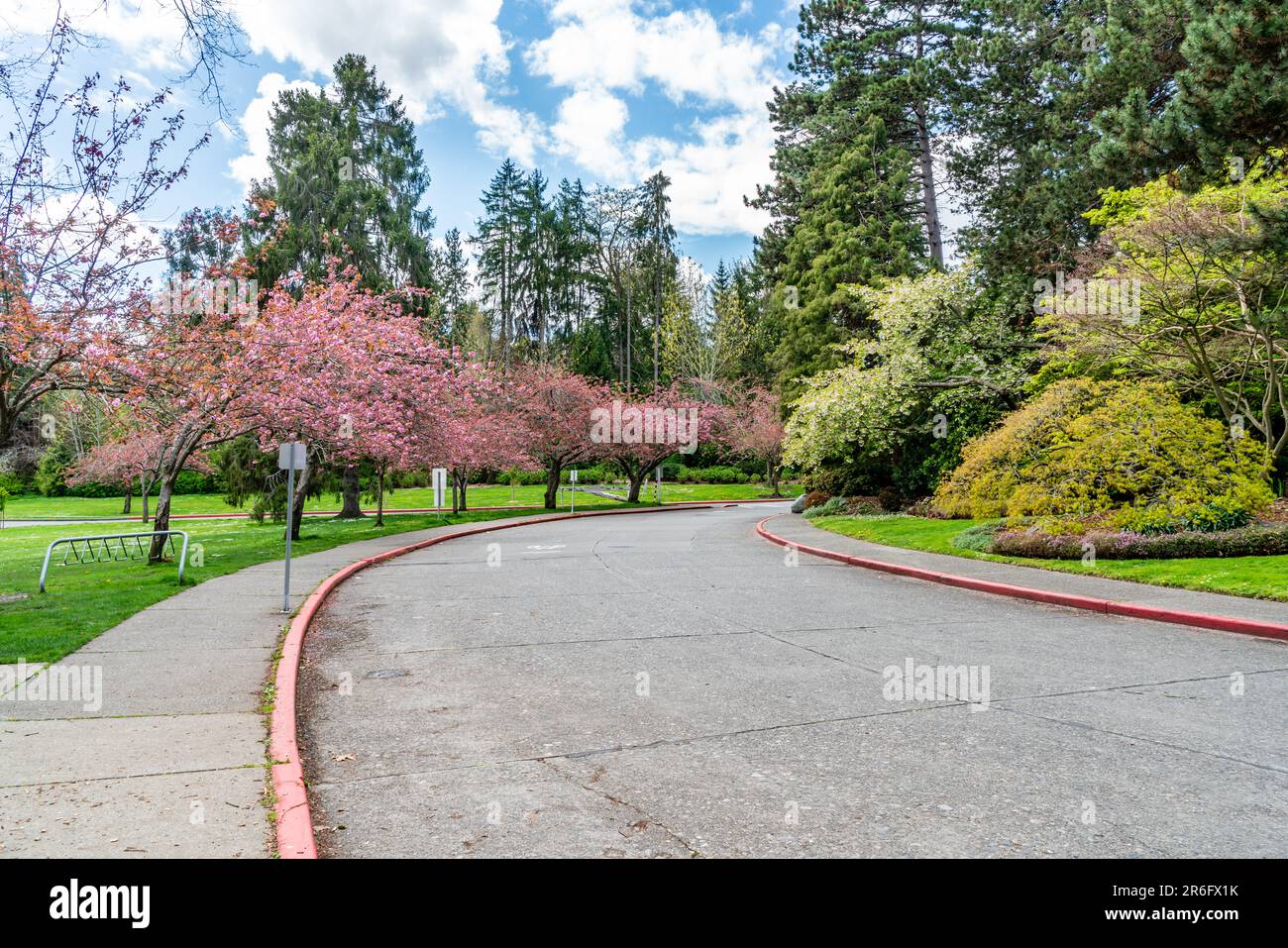 Spring cherry trees at Seward Park in Seattle, Washington Stock Photo ...