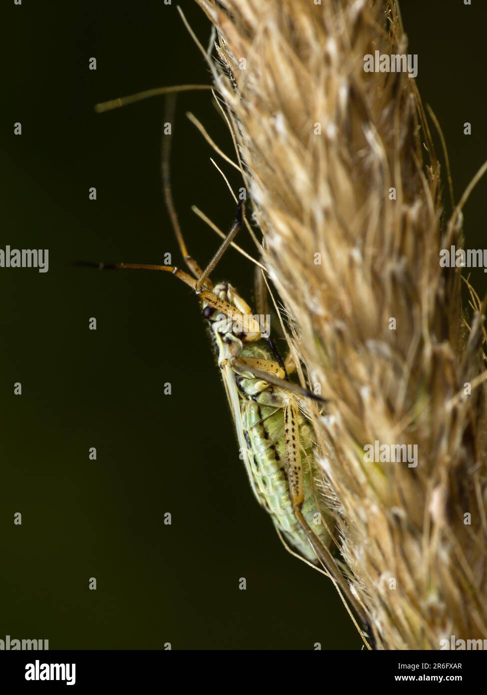 Delve into the miniature world of captivating creatures: Macro Magic ...