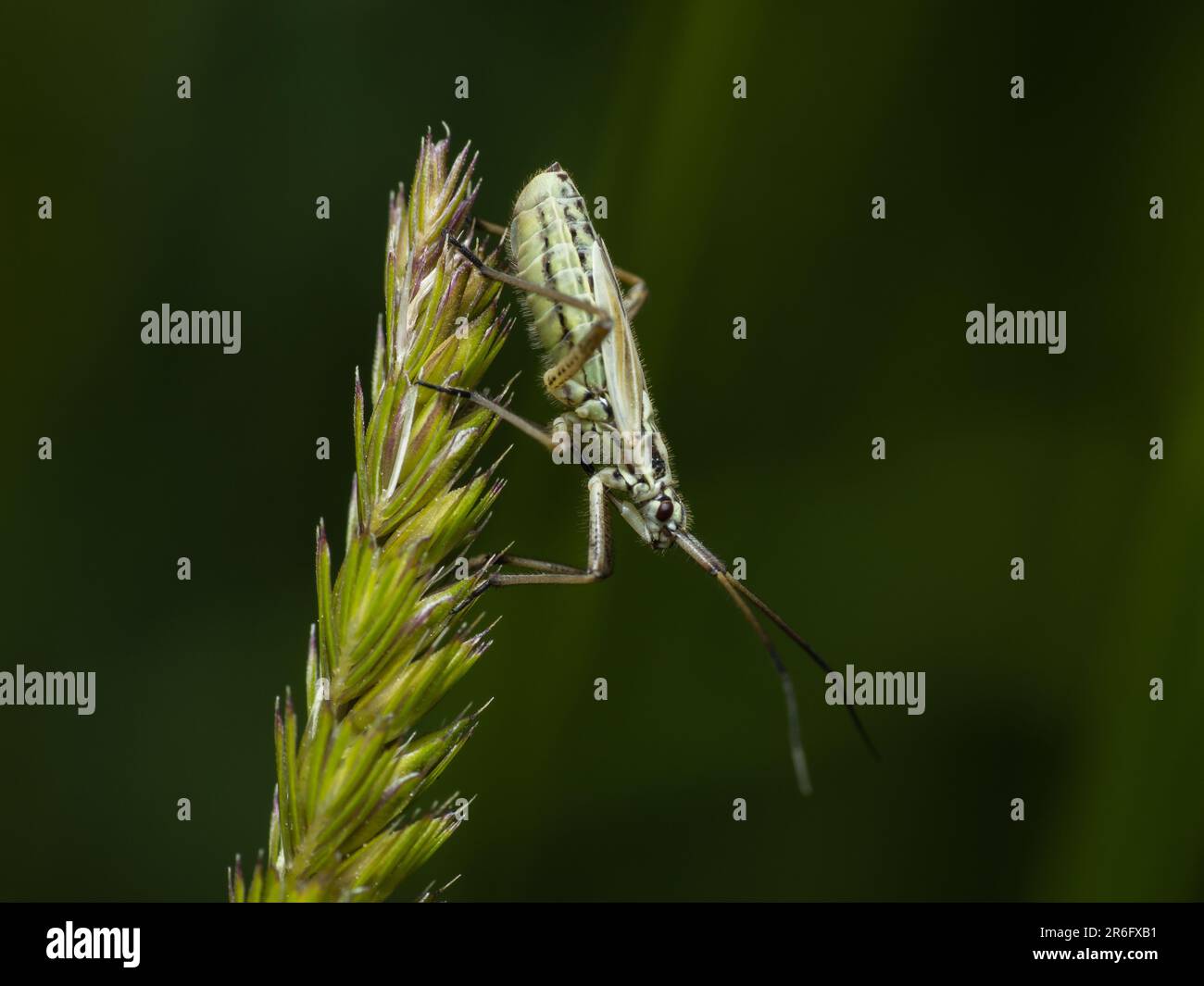 Delve into the miniature world of captivating creatures: Macro Magic ...