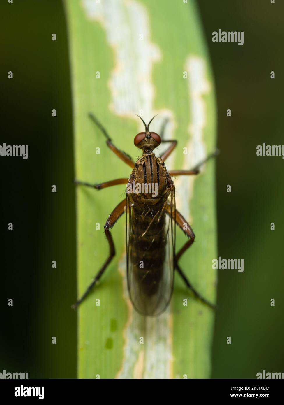 Nature's Intricate World: A mesmerizing close-up of a fly delicately ...