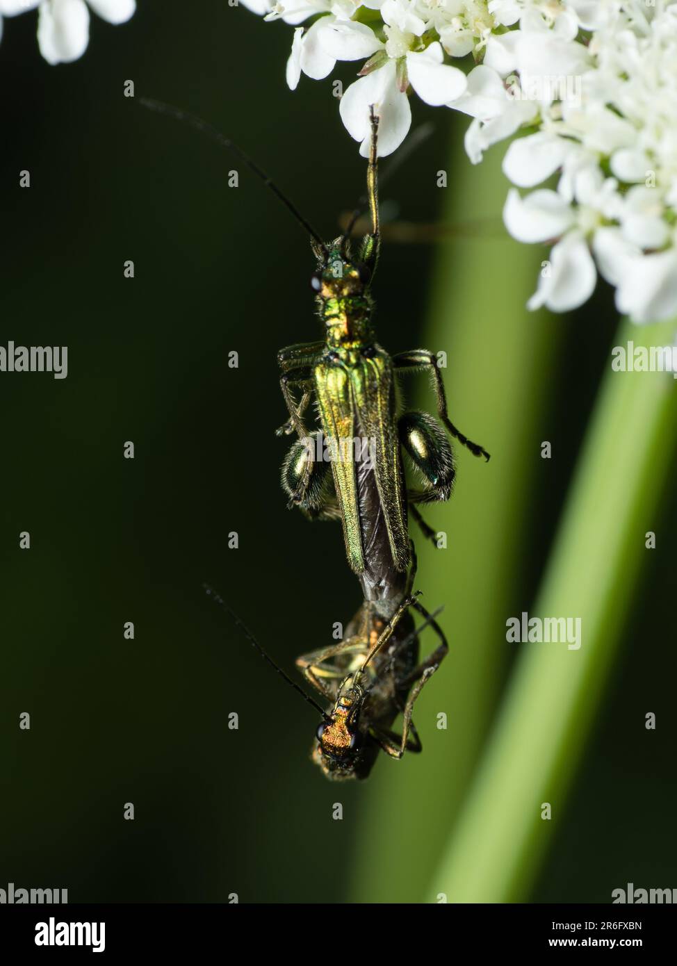 Delve into the miniature world of captivating creatures: Macro Magic ...