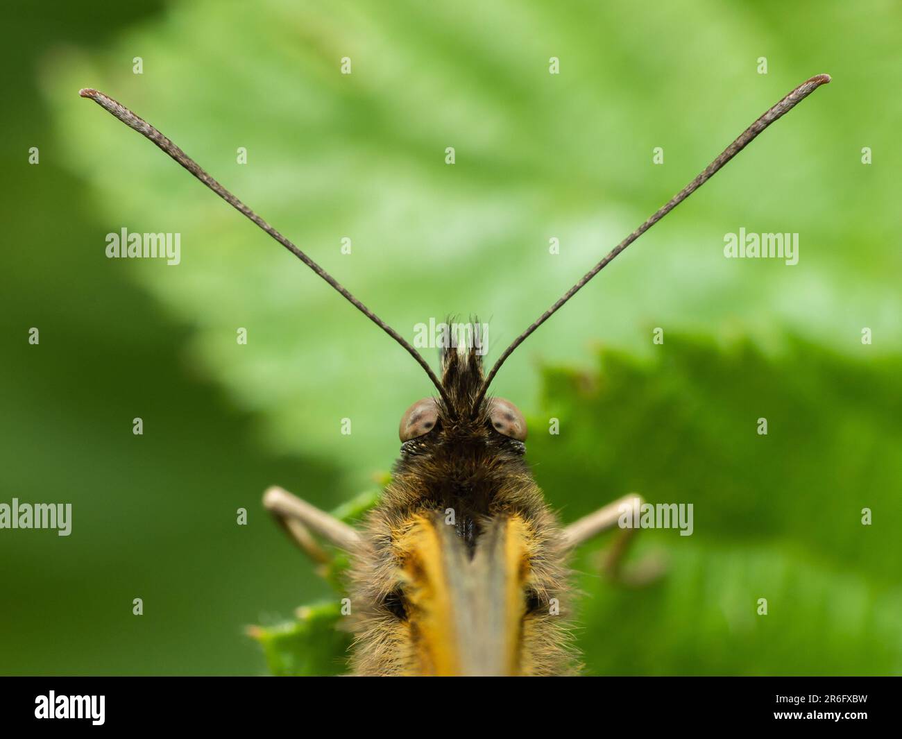 Delve into the miniature world of captivating creatures: Macro Magic ...